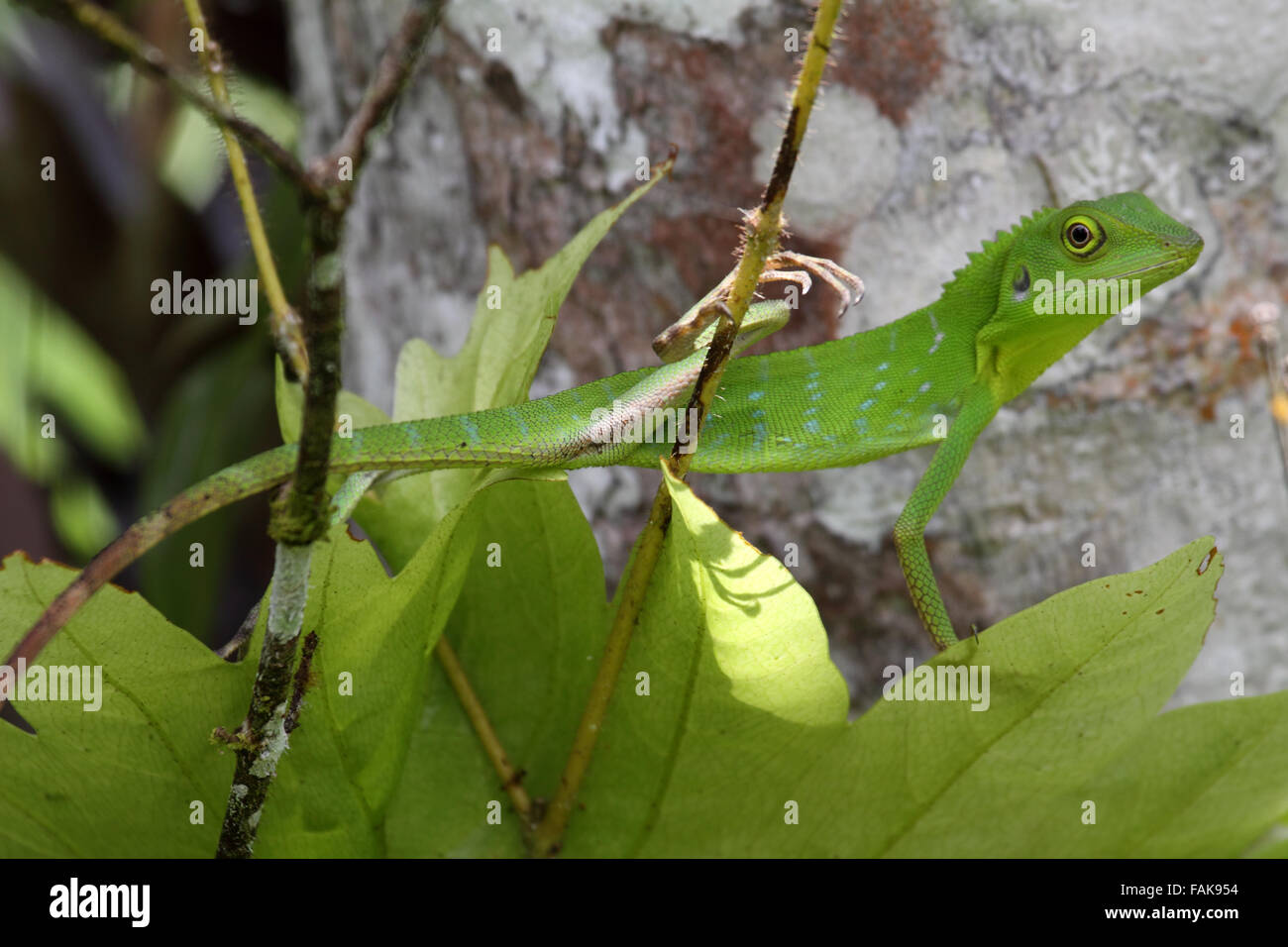 Green tree or Crested green lizard in Sabah Borneo Stock Photo - Alamy
