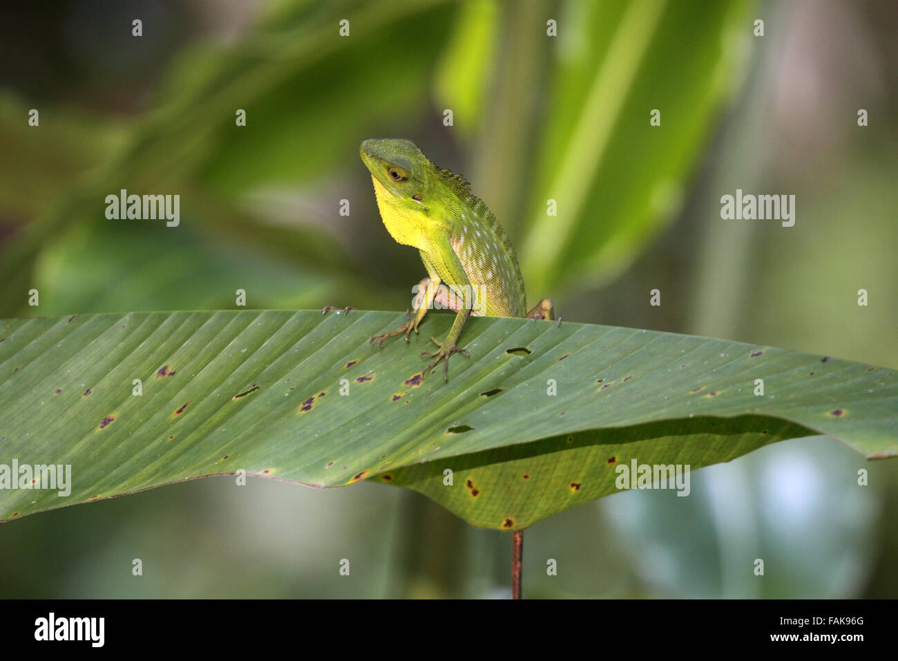 Green tree or Crested green lizard in Sabah Borneo Stock Photo - Alamy