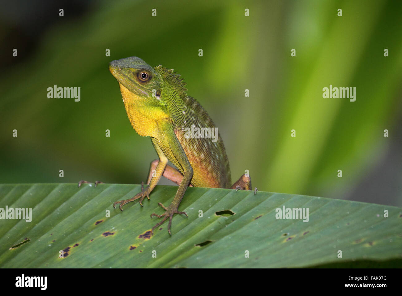 Green tree or Crested green lizard in Sabah Borneo Stock Photo - Alamy