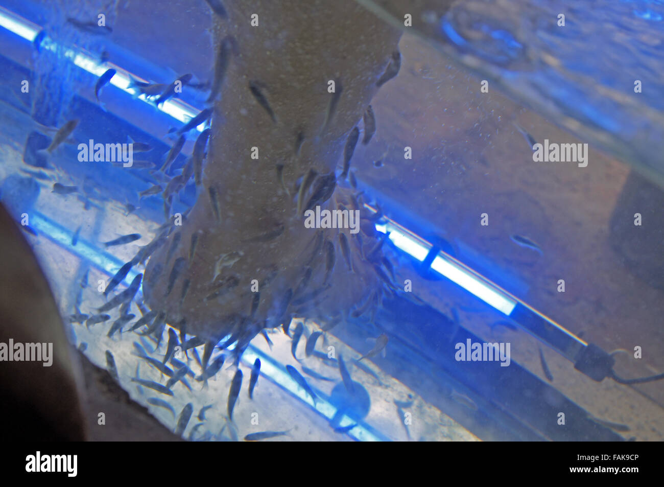 Fish cleaning feet hi-res stock photography and images - Alamy
