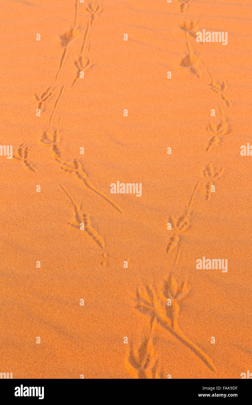 Raven tracks hi-res stock photography and images - Alamy