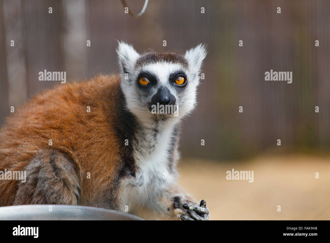 Portrait of a lemur when eating fruit (Shallow DOF Stock Photo - Alamy