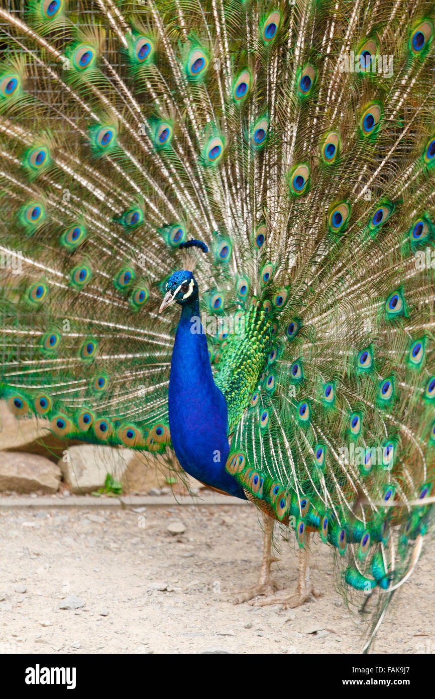 Portrait of a beautifully colored peacock (Shallow DOF Stock Photo - Alamy