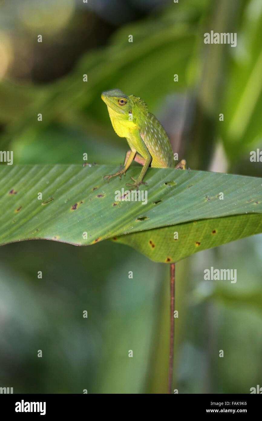 Green tree or Crested green lizard in Sabah Borneo Stock Photo - Alamy