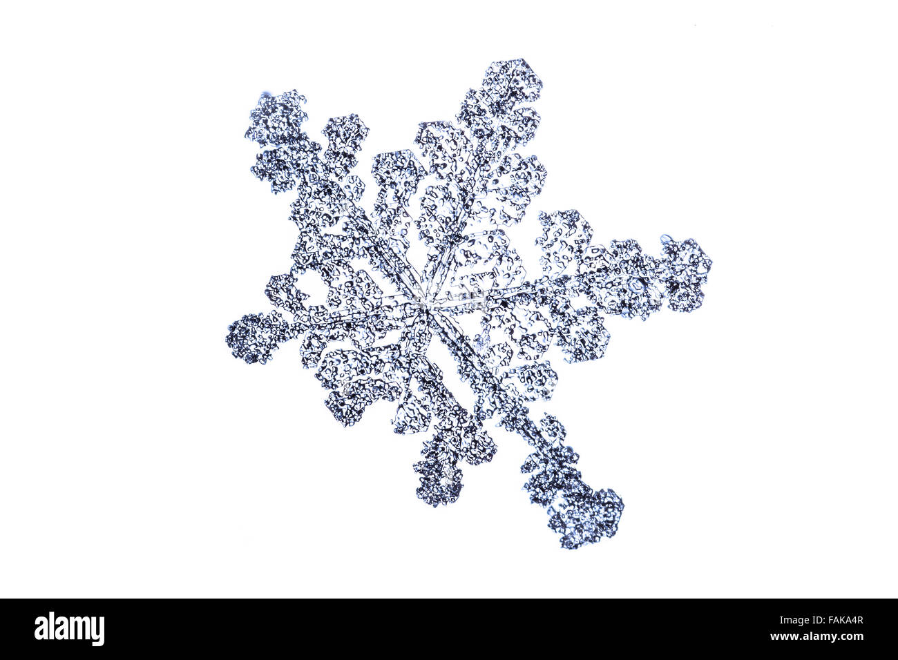natural snowflake isolated on a white closeup Stock Photo - Alamy