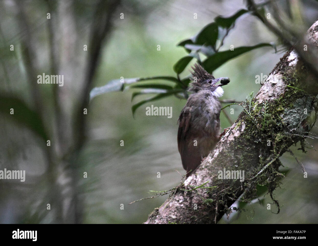 Ochraceous bulbul feeding with berry in bill in Sabah Borneo Stock ...