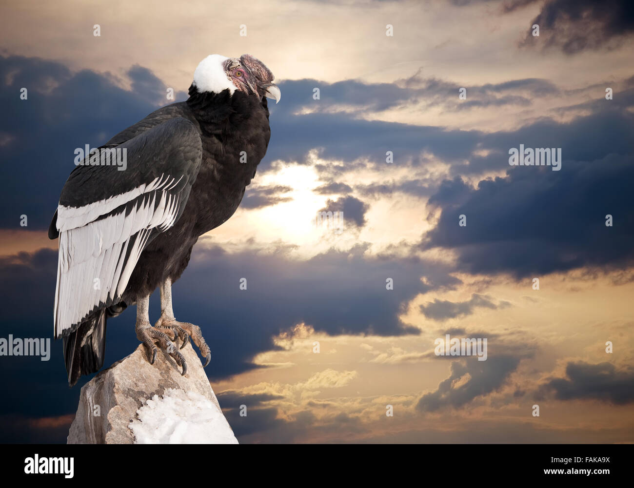 Andean condor sitting on rock against sky background Stock Photo - Alamy