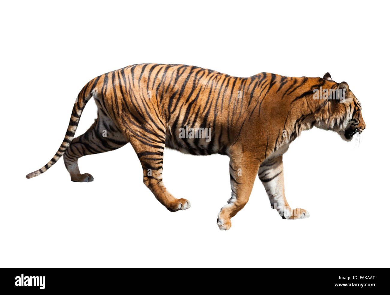 Adult tiger. Isolated on white Stock Photo - Alamy