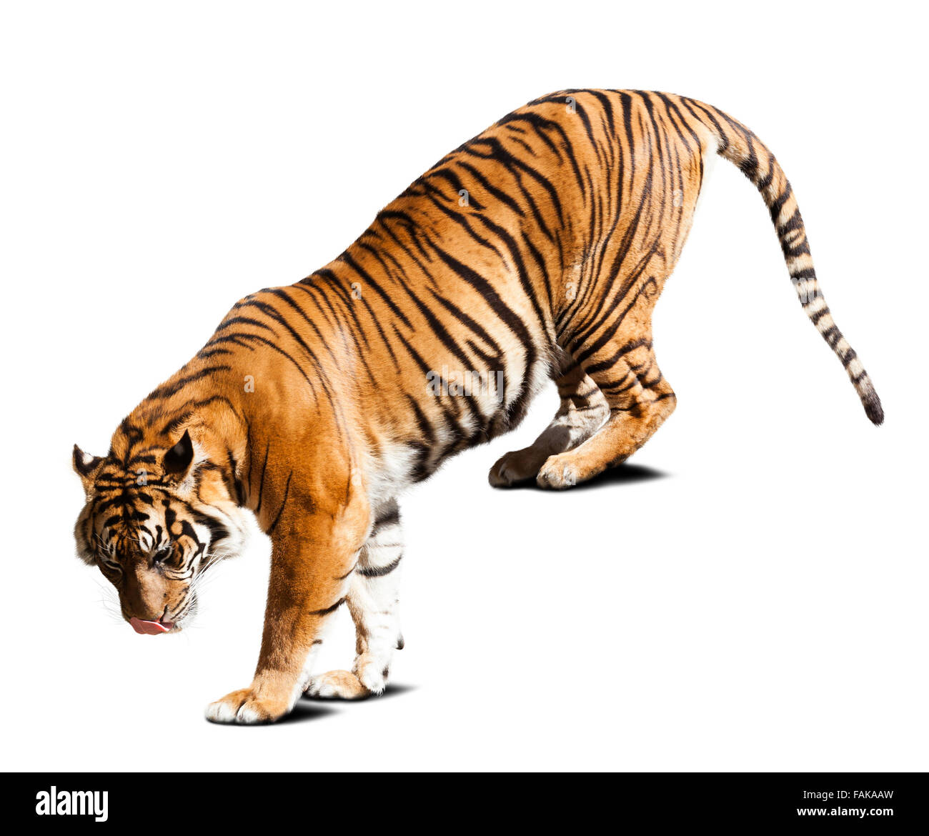 Tiger cut out panthera hi-res stock photography and images - Alamy