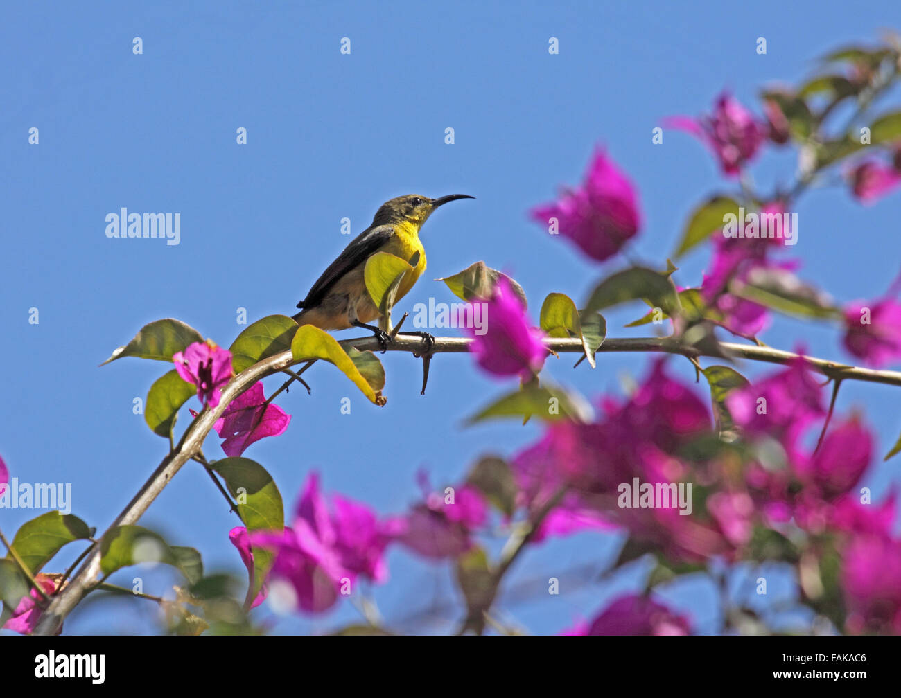 Olive backed or yellow breasted sunbird perched on top of Bougainvillea ...
