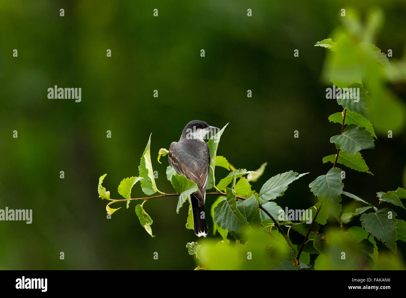 North american kingbird hi-res stock photography and images - Alamy