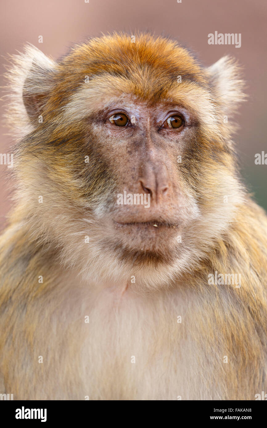 Monkey in Ouzoud waterfall. Morocco. North Africa Stock Photo - Alamy