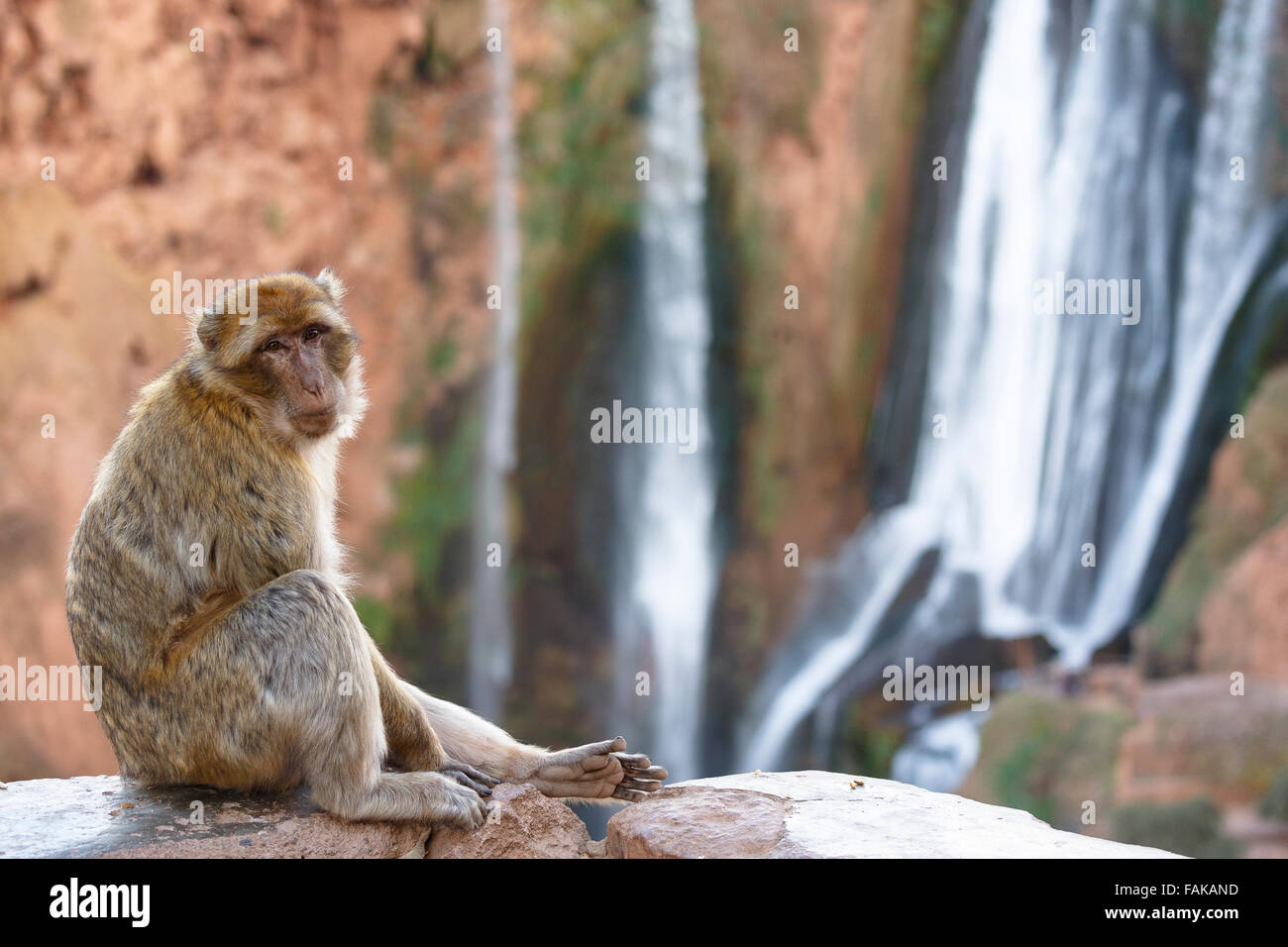 Monkey in Ouzoud waterfall. Morocco. North Africa Stock Photo - Alamy