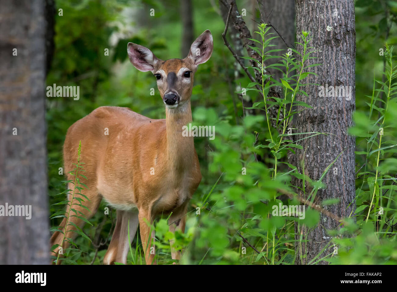 White-tailed doe in the deep forest Stock Photo - Alamy