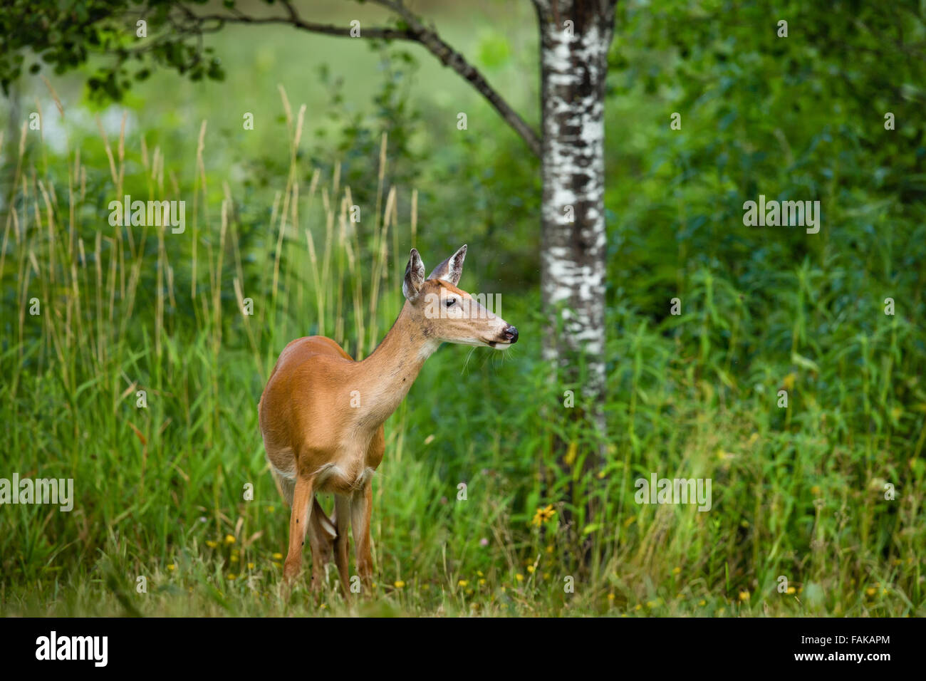 Whitetail doe listening hi-res stock photography and images - Alamy