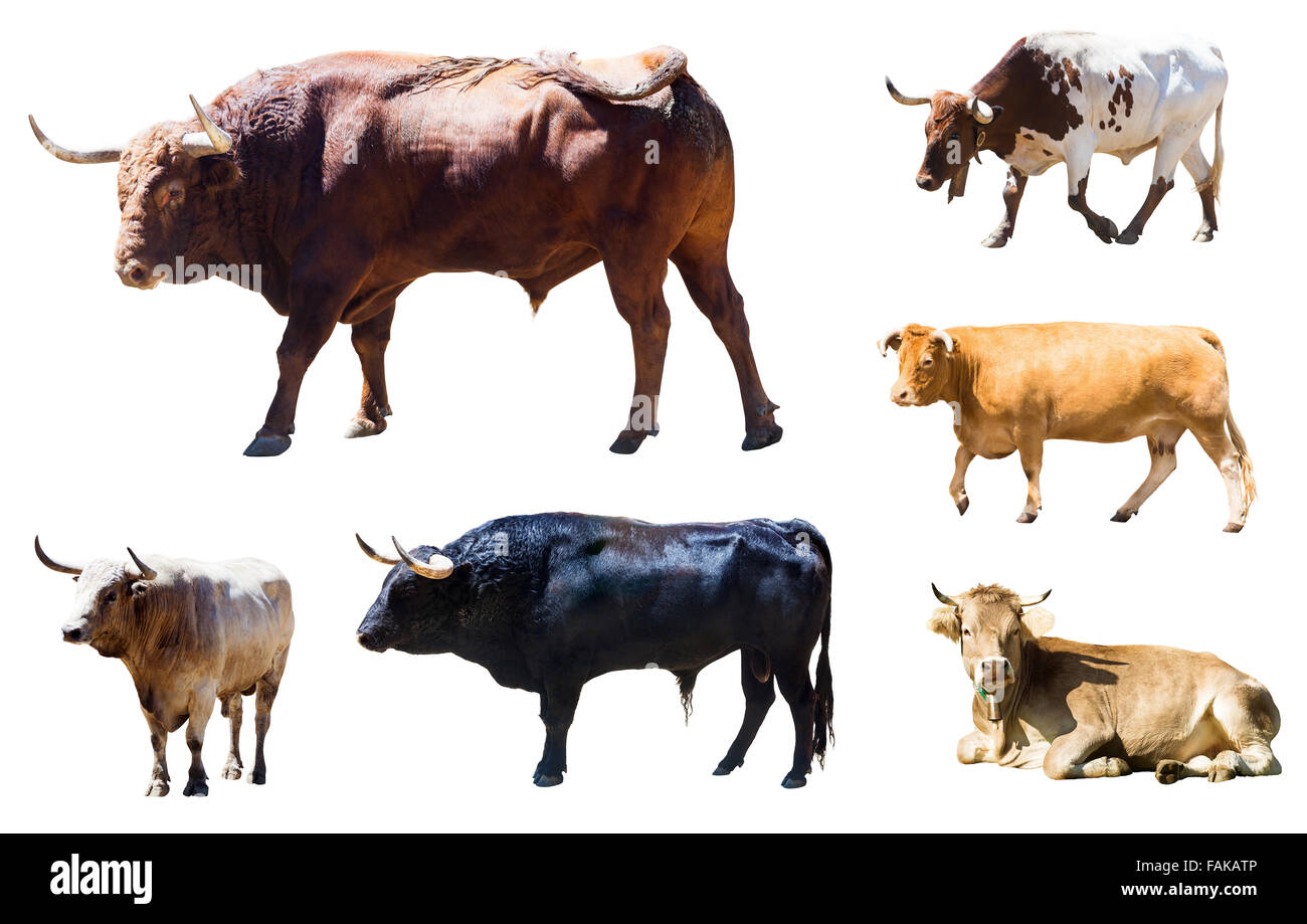 Set of bulls and cows over white background Stock Photo - Alamy