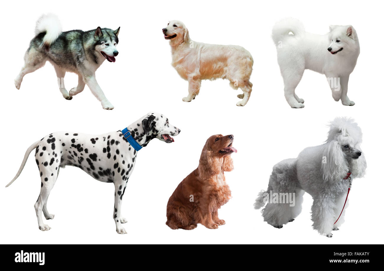 Set of dogs. Isolated over white background Stock Photo - Alamy