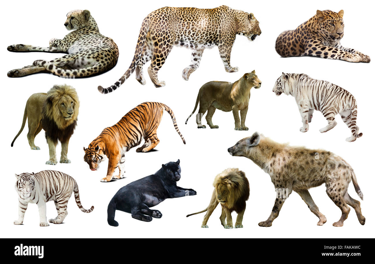 Set of hyena, leopard and other feliformia. Isolated on white ...