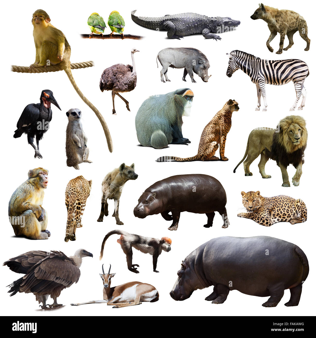 Endangered Animals In Africa Collage