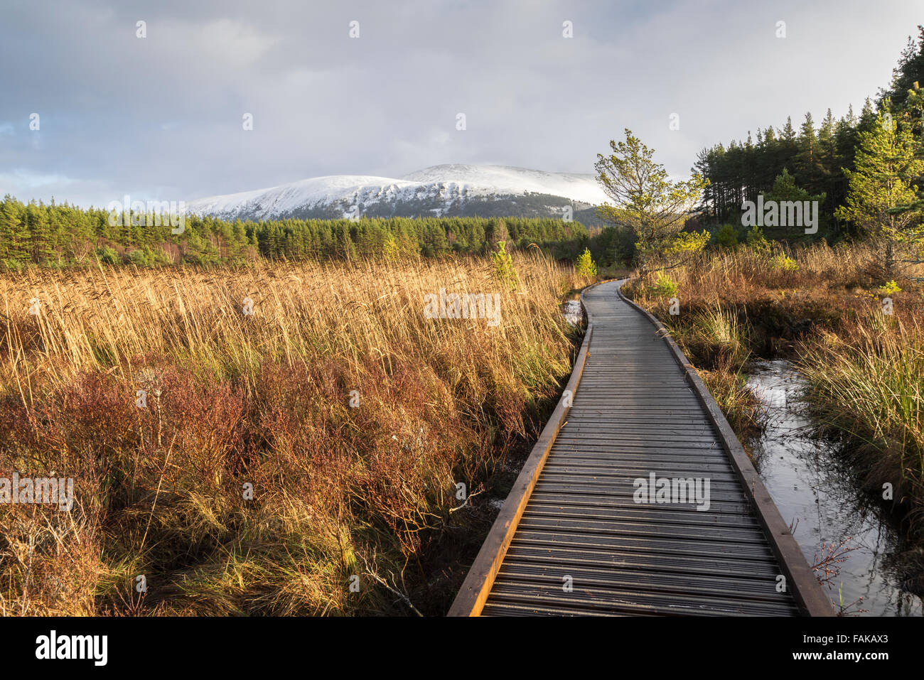 Marsh & Reeds at the Uath Lochan in Glen Feshie , Scotland Stock Photo ...