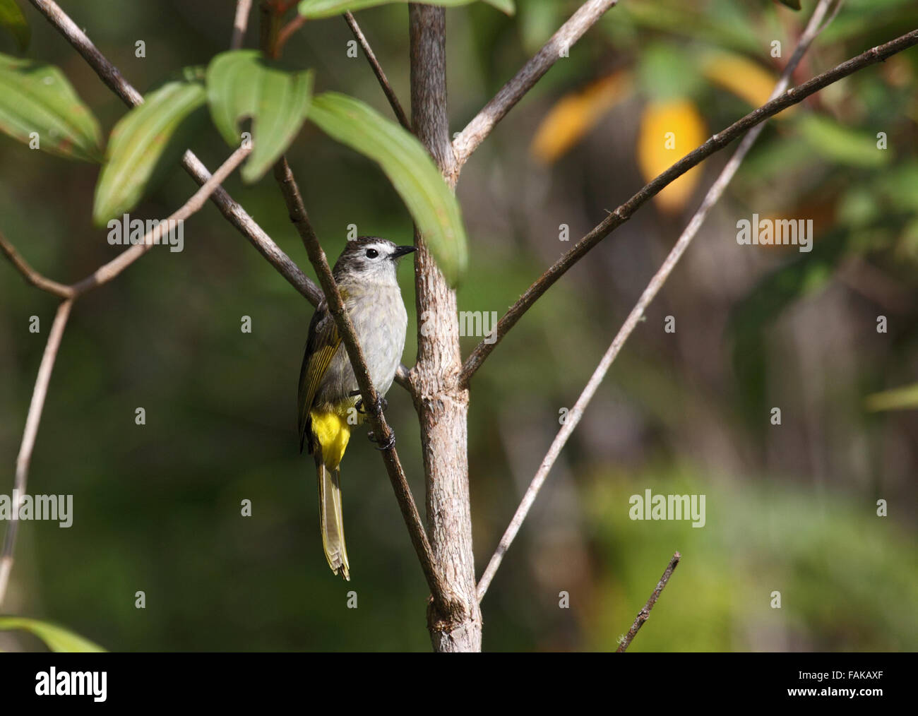 Pale faced hi-res stock photography and images - Alamy