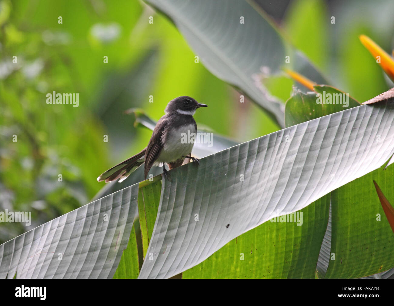 Pied Fantails High Resolution Stock Photography and Images - Alamy