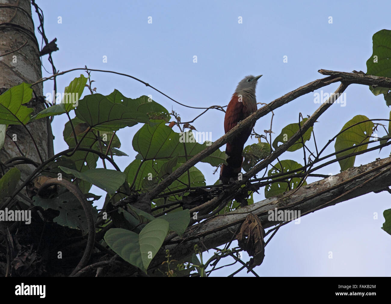 Raffless malkoha hi-res stock photography and images - Alamy