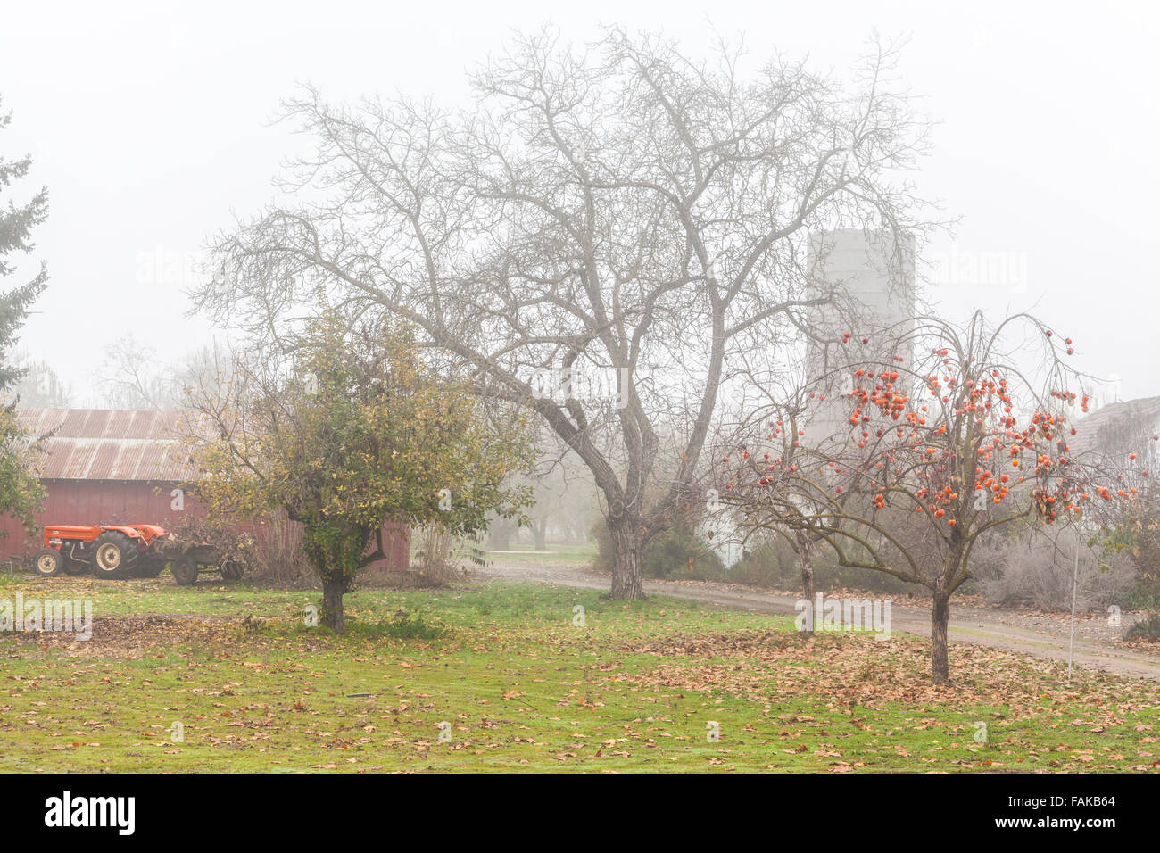 A foggy farm scene in California's Central Valley in the late fall with ...