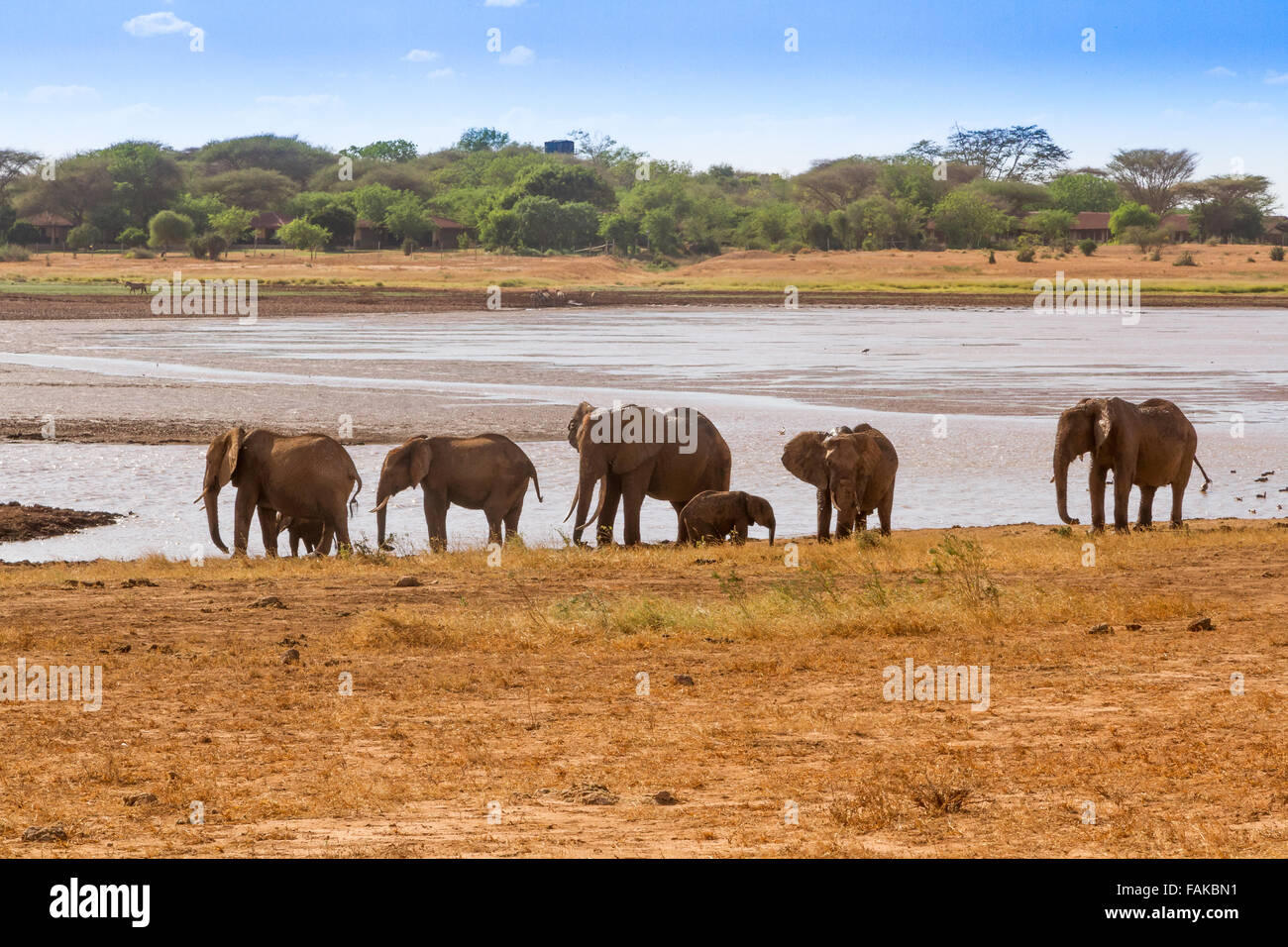 Elephants Tsavo East National Park in Kenya Stock Photo - Alamy