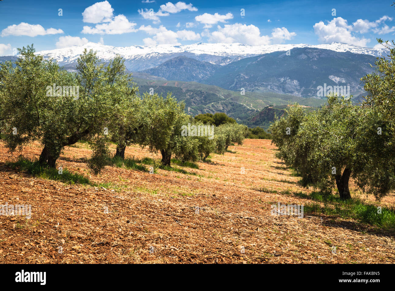 Beautiful valley with old olive trees in Granada, Spain Stock Photo - Alamy