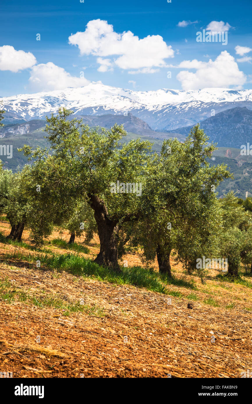 Spanish Olive Trees