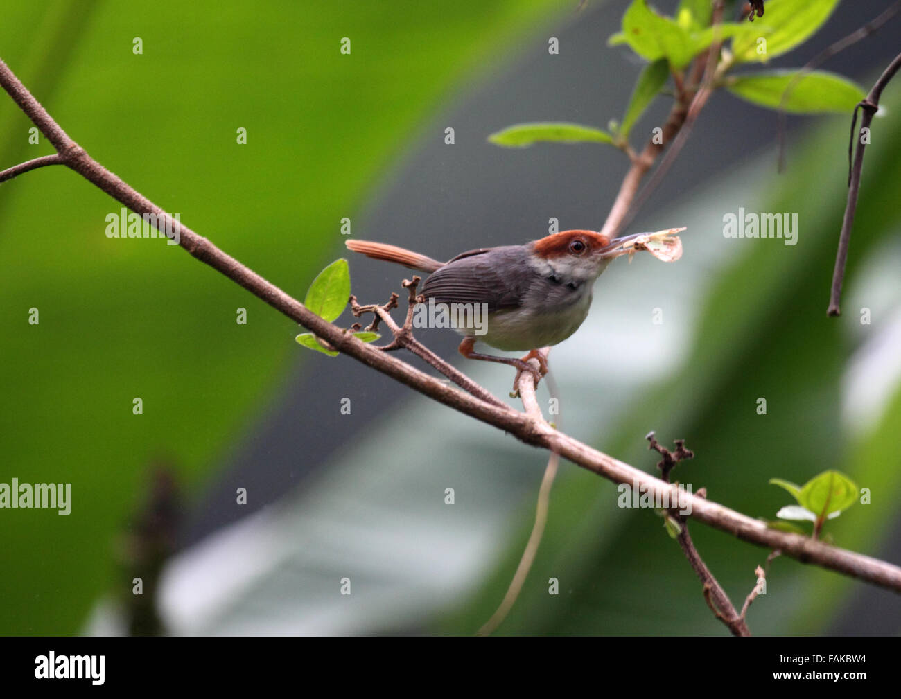 Rufous or red tailed tailorbird with insect prey in bill in Sabah ...