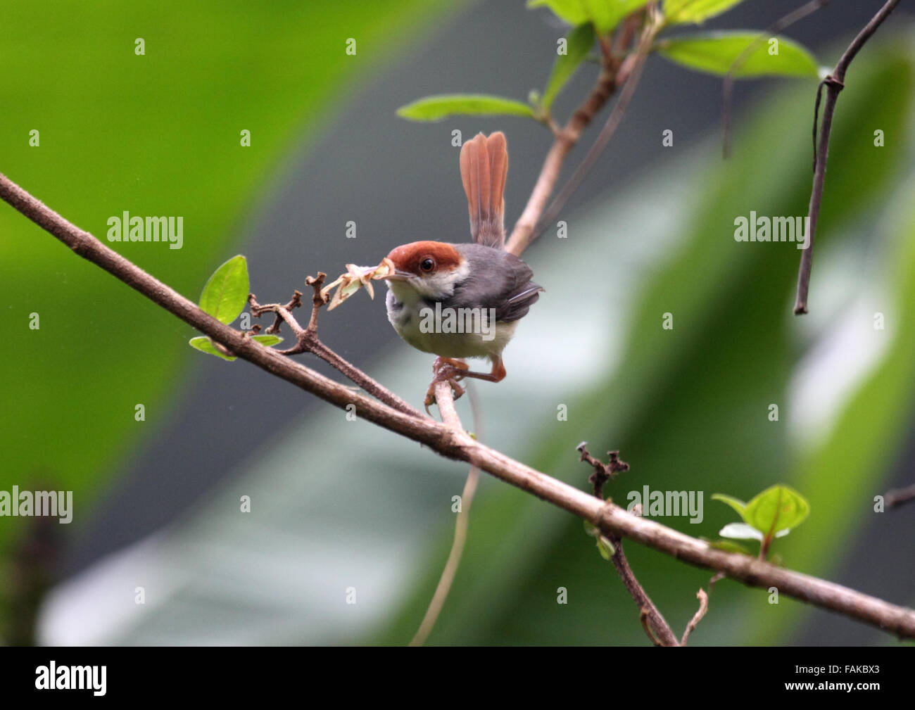 Rufous or red tailed tailorbird with insect prey in bill in Sabah ...
