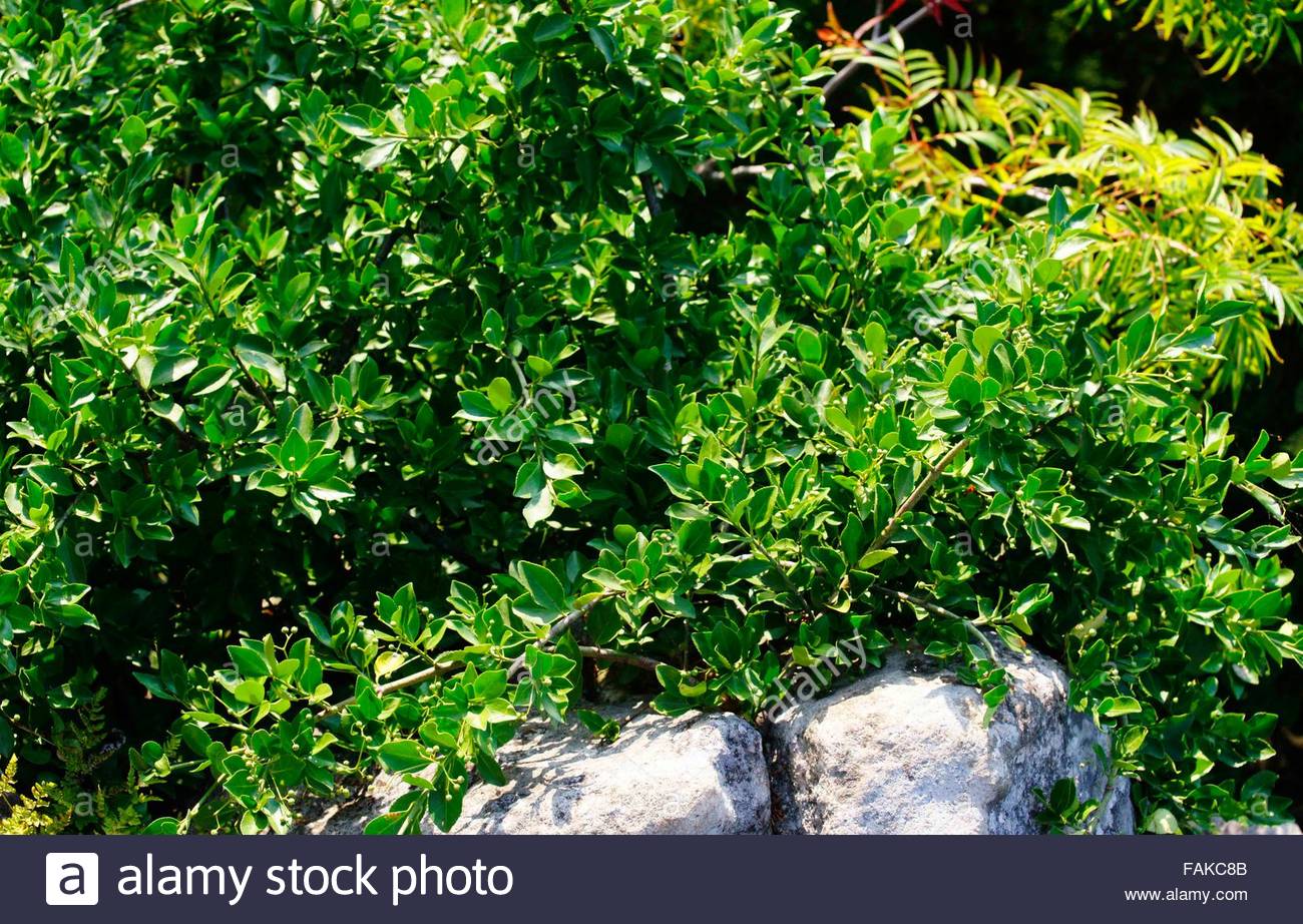 Evergreen Spindle Stock Photos & Evergreen Spindle Stock Images - Alamy