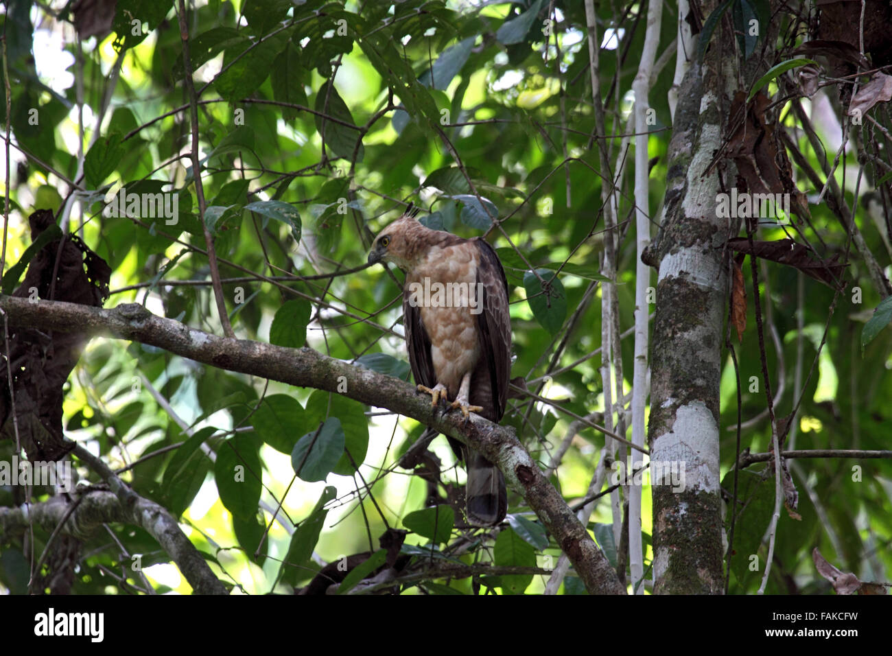 Raptors of borneo hi-res stock photography and images - Alamy
