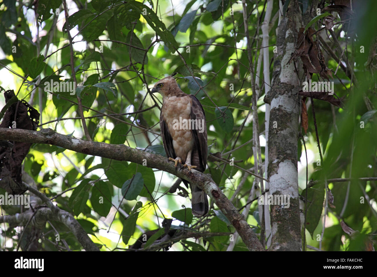 Wallaces hawk eagle in jungle in Sabah Borneo Stock Photo - Alamy