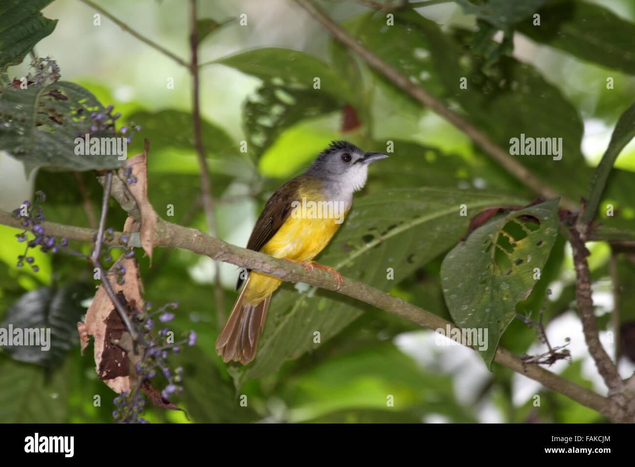 Yellow bellied bulbul in Sabah Borneo Stock Photo - Alamy