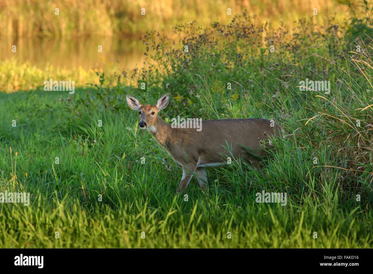 Deer field water hi-res stock photography and images - Alamy