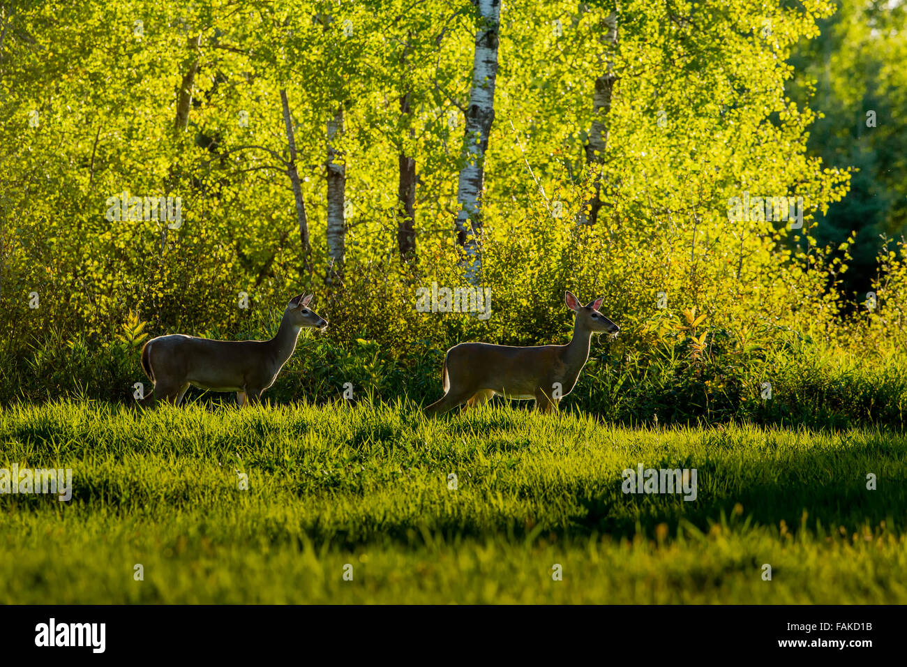 Backlit whitetail deer hi-res stock photography and images - Alamy