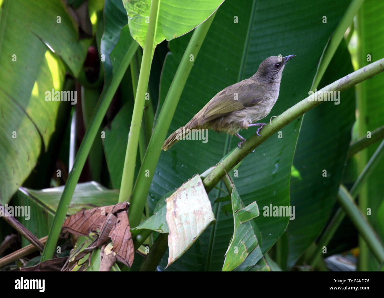 Yellow winged bulbul in Sabah Borneo Stock Photo - Alamy