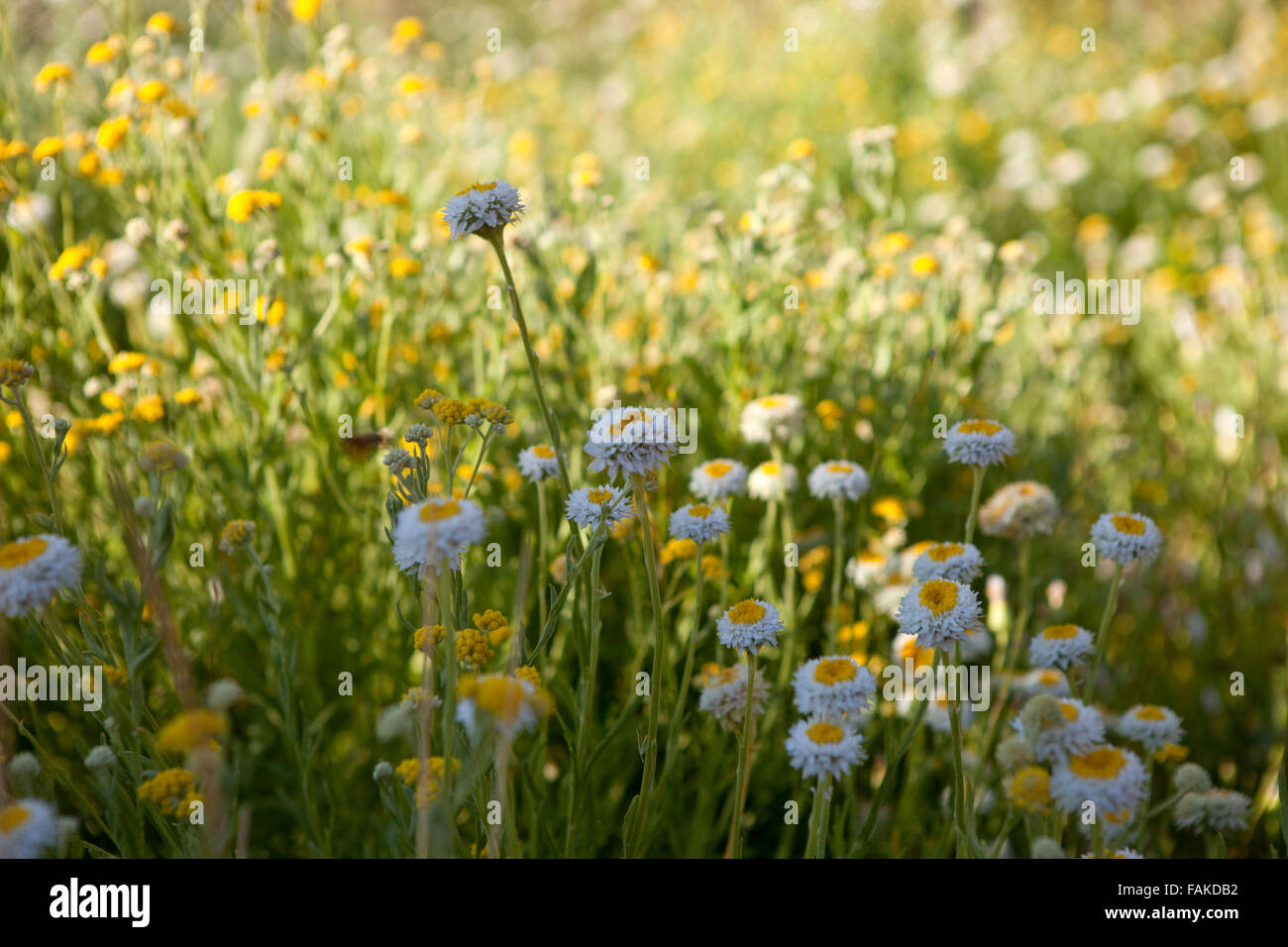 Wild daisies in Central Australia Stock Photo - Alamy
