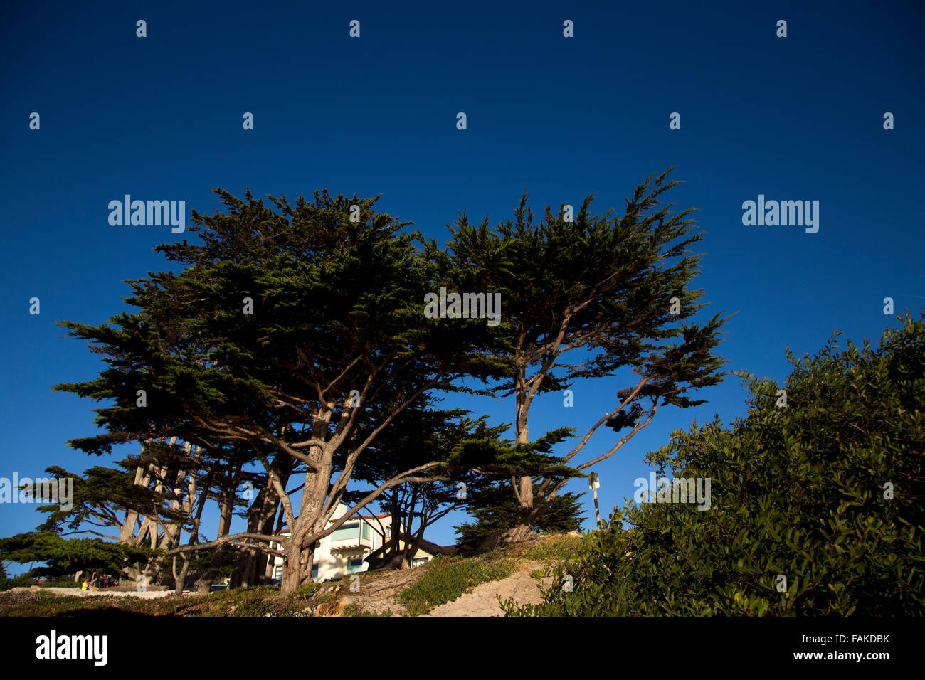 Trees on the beach in Carmel, California Stock Photo - Alamy