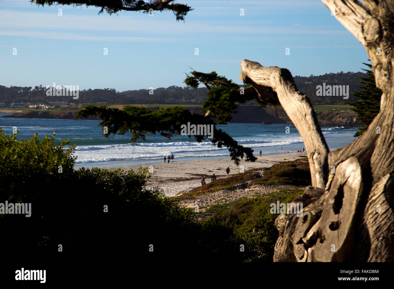 Carmel trees hi-res stock photography and images - Alamy