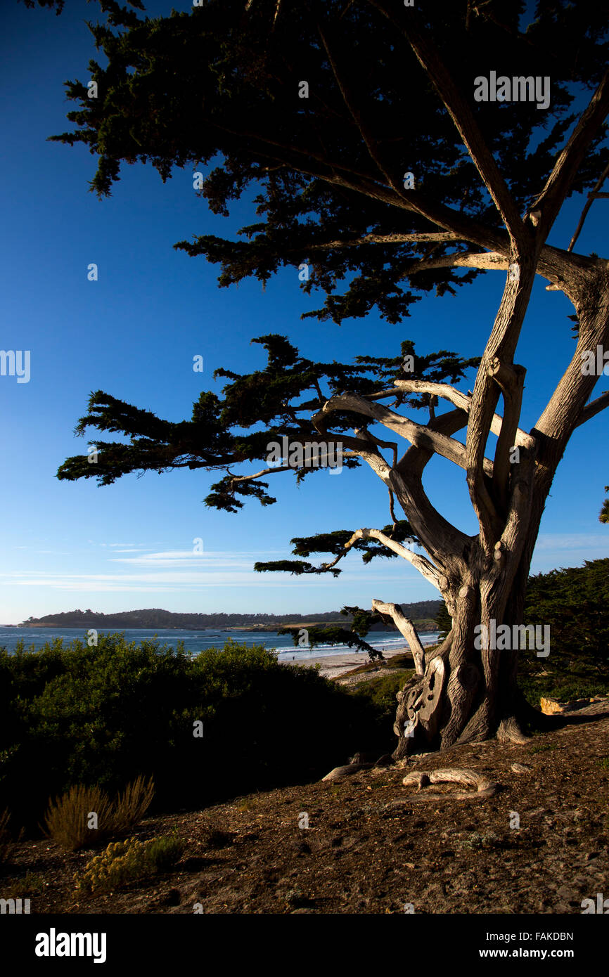 Trees on the beach in Carmel, California Stock Photo - Alamy