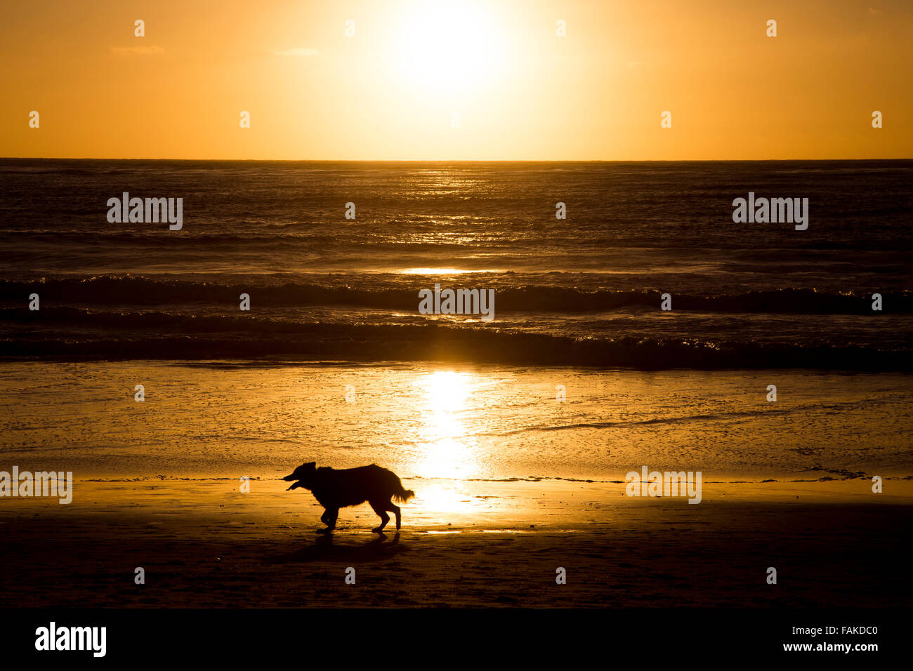 A dog walks along the beach at sunset in Carmel, California Stock Photo ...