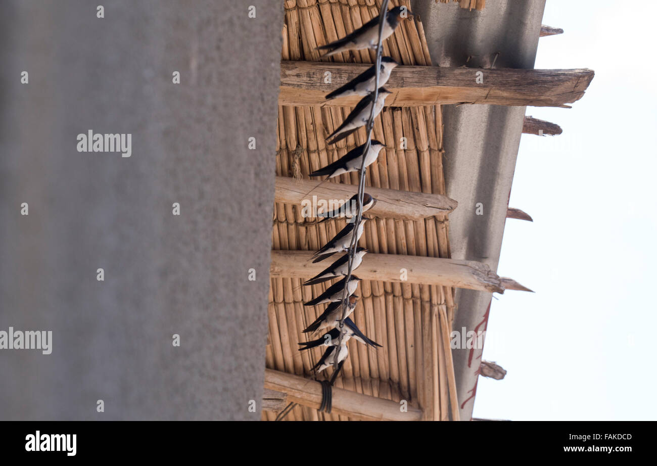 A mixed group of Wire-tailed and Barn Swallows resting on a wire at ...