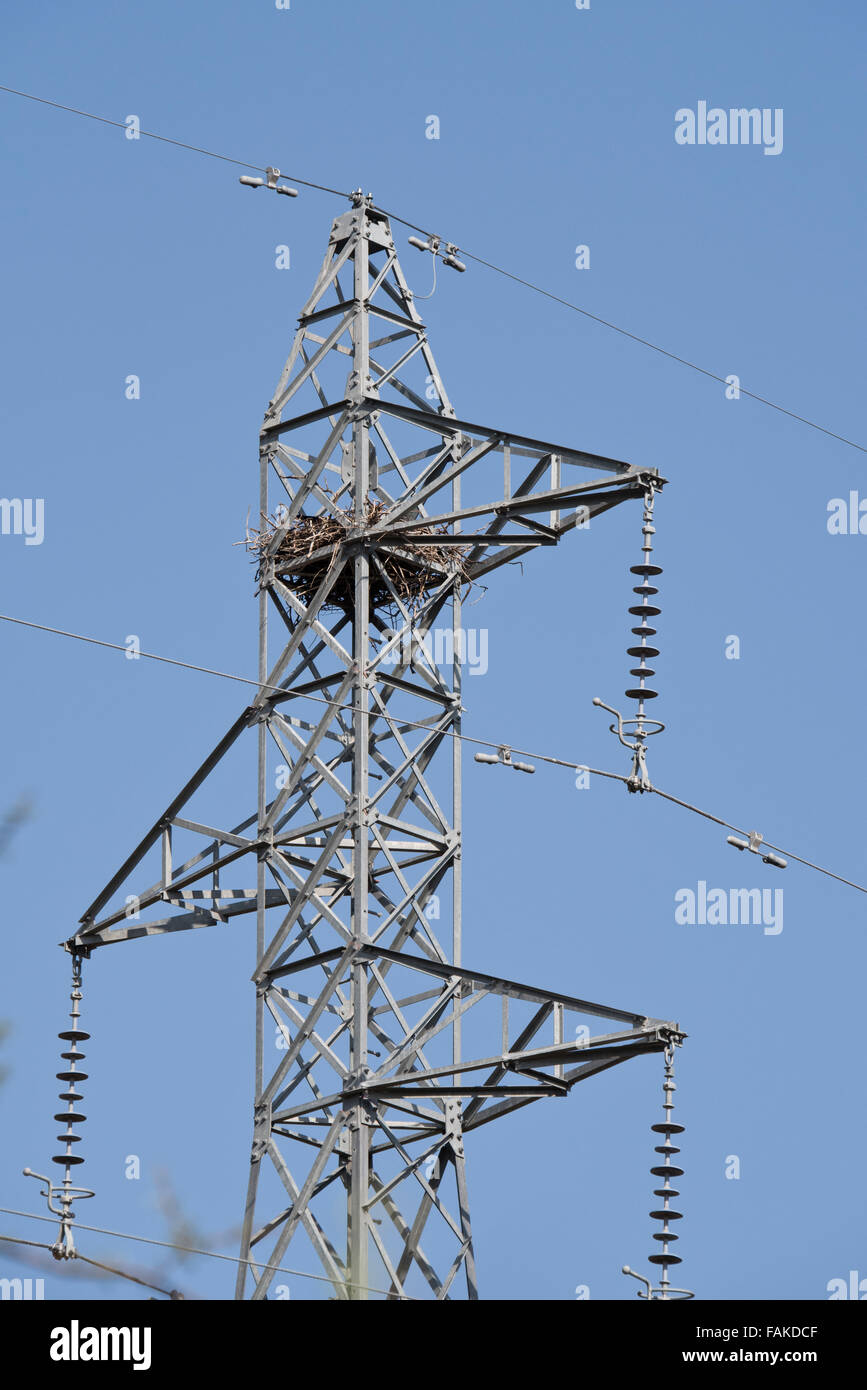A Tawny Eagle nest on an electricity pylon in Awash National Park ...