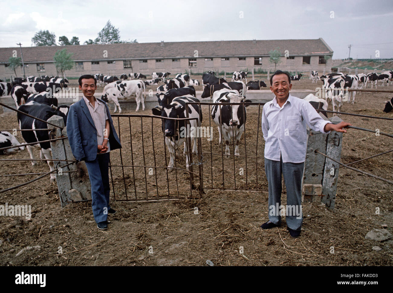 Dairy farm, Baotou, Inner Mongolia autonomous region of Northern China ...