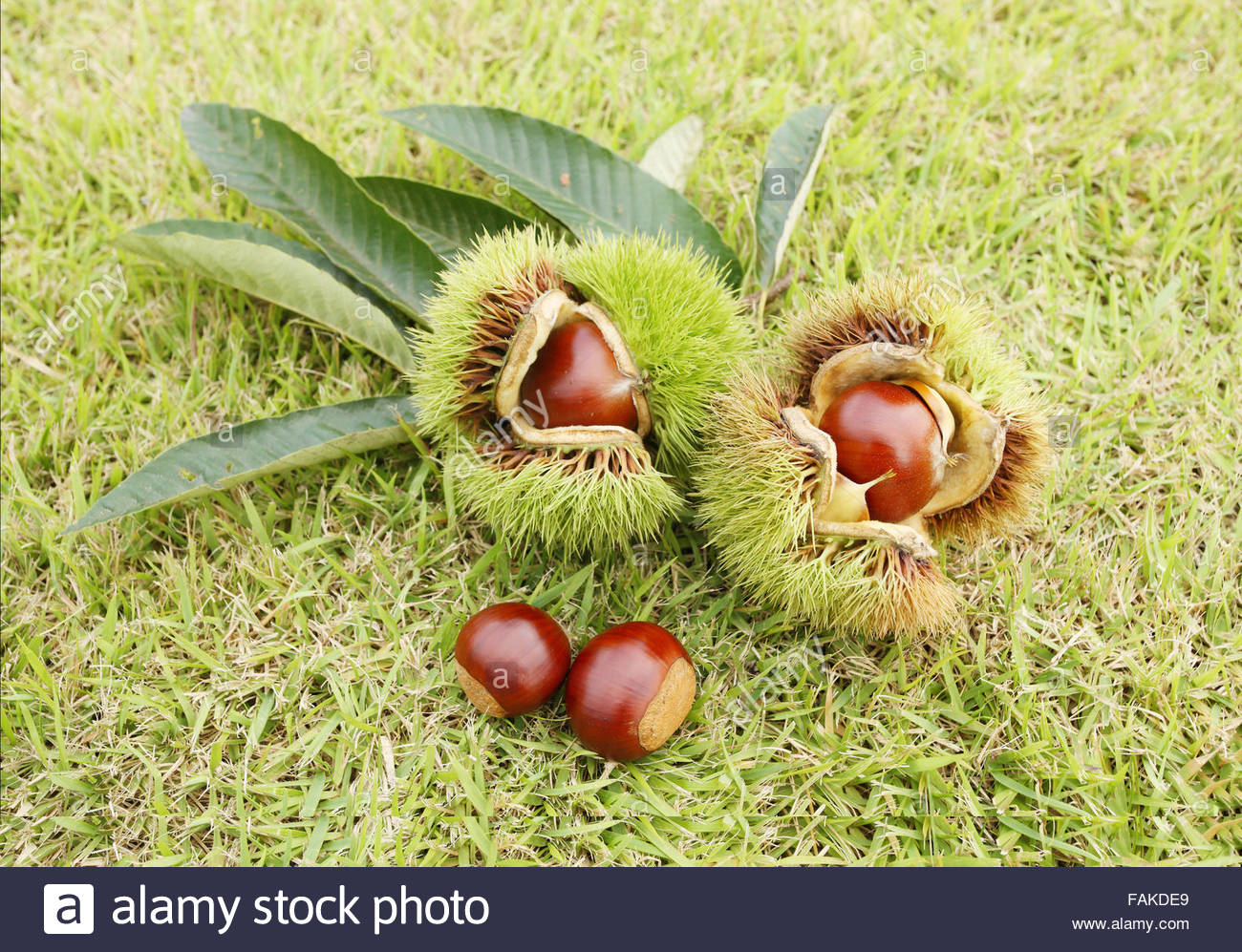 Chestnut Bur Stock Photos & Chestnut Bur Stock Images - Alamy