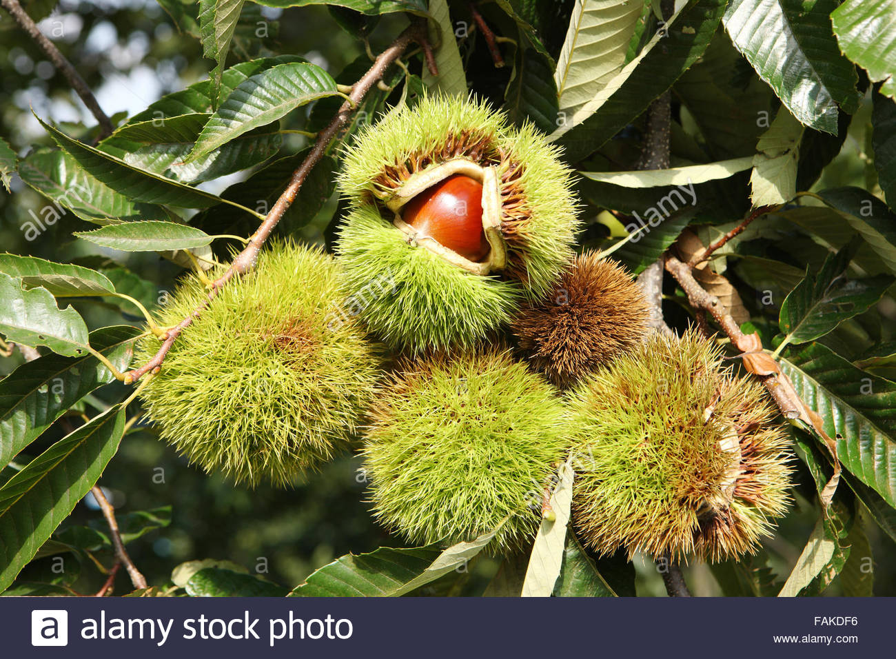 Chestnut Bur Stock Photos & Chestnut Bur Stock Images - Alamy